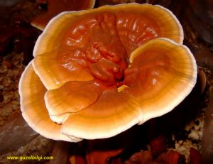 Kırmızı Mantar Reishi Mantarı nedir Faydaları Nelerdir