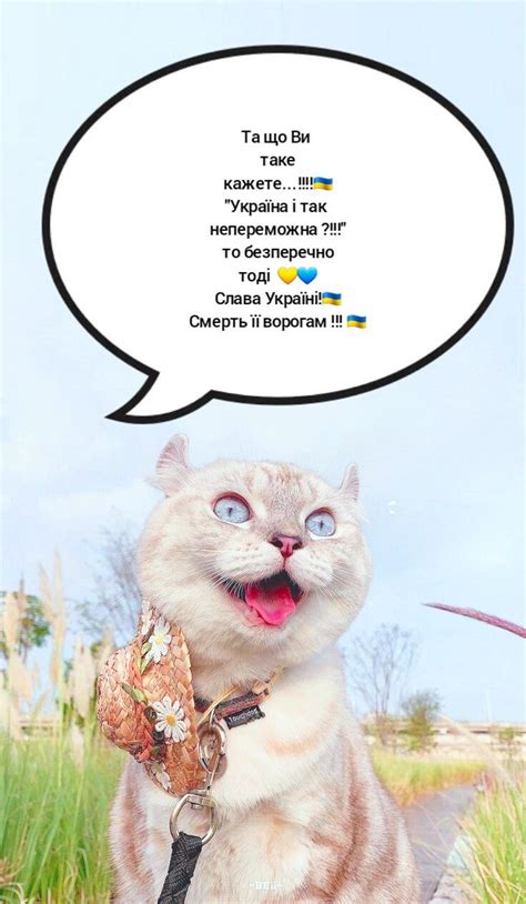 Pin von Tamara Afanasjeva auf Котики