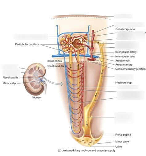 Urinary System Juxtamedullary Nephron In Depth Diagram Quizlet