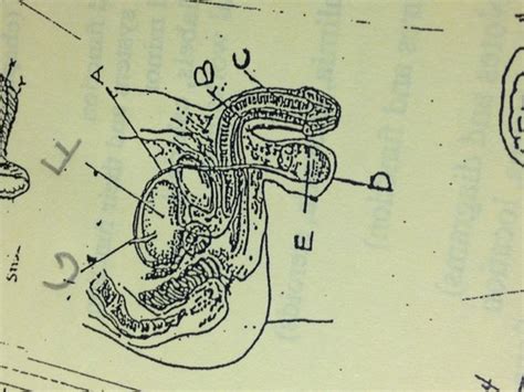 Male Reproductive System Flashcards Quizlet