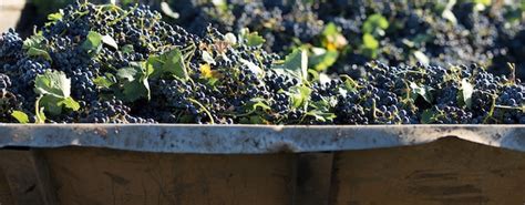 Um Grande Tanque De Armazenamento Cheio De Uvas Para A Prensagem