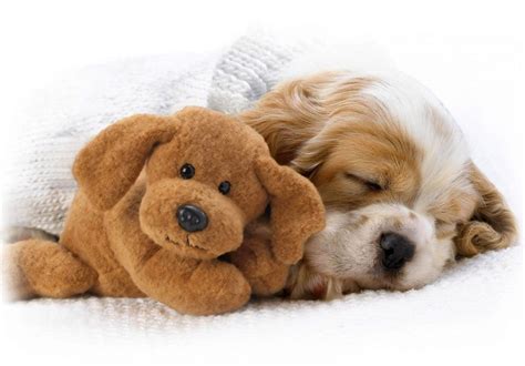Cómo hacer que un cachorro no llore por la noche RedCanina es
