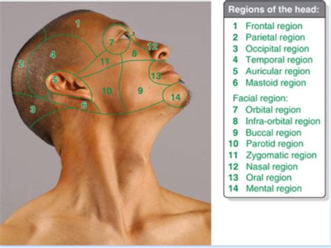 Anatomy HEENT Flashcards Quizlet