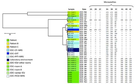 multilocus variable number tandem repeat analysis genotyping results download scientific
