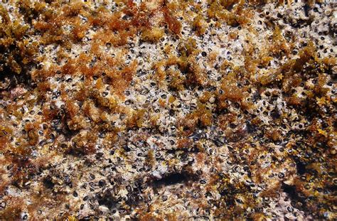 Le Barriere Coralline Italiane Un Ecosistema Unico Al Mondo