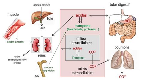 Equilibre Acide Base Et Votre Mode De Vie Vous Cause De L Inflammation