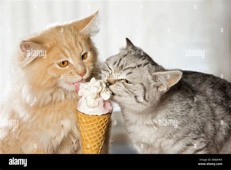 Can Cats Eat Puppy Ice Cream
