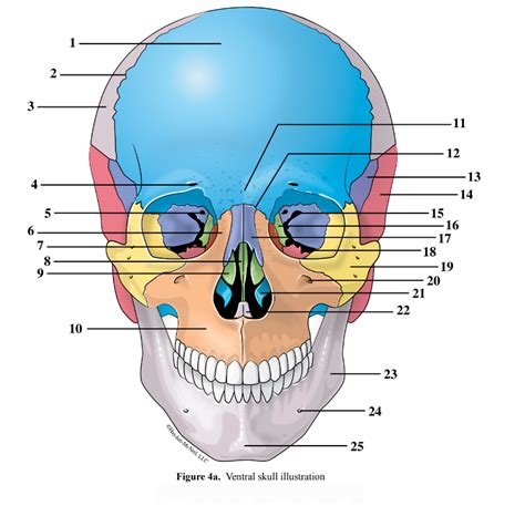 Frontal Skull Diagram Quizlet