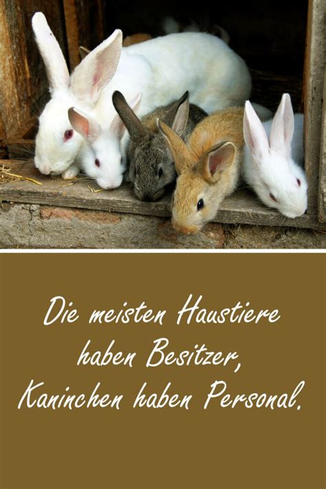 Freche Lustige Und S E Kaninchen Und Hasen Spr Che