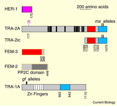 turning clustering loops sex determination in caenorhabditis elegans current biology