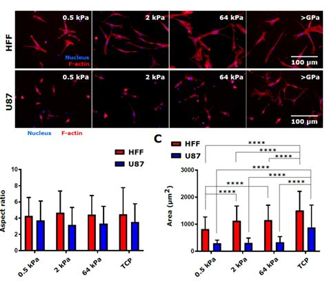 Advanced BioMatrix Stiffness Effects On HFF And U87 Cell Morphology