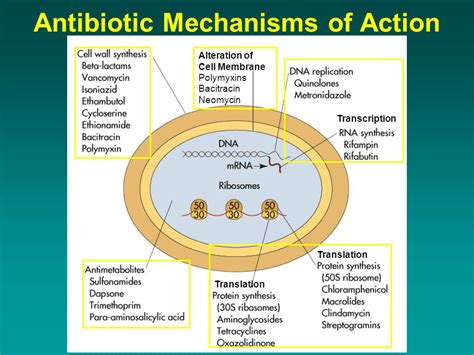 Mechanisms Of Action