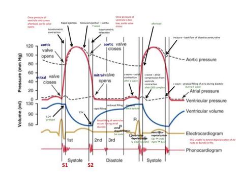 Understanding The Wiggers Diagram A Comprehensive Study Sheet