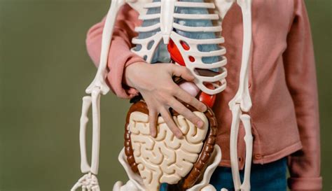 Organomegalia Przyczyny Objawy Diagnoza I Leczenie