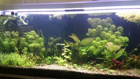 Akwarium holenderskie roślinne low tech 450 l YouTube