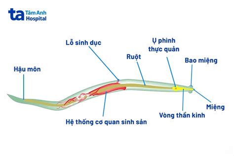 Giun kim kí sinh ở đâu Hình ảnh đặc điểm cấu tạo cách di chuyển