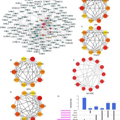 Construction Of Ppi Network And Identification Of Hub Degs A The Ppi