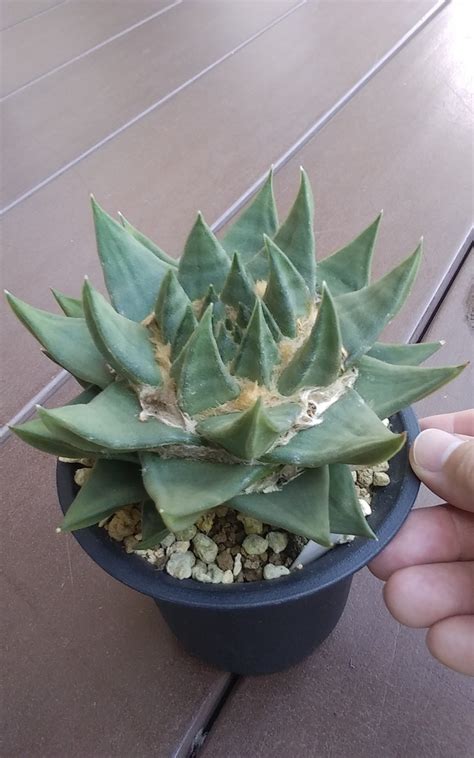 三角牡丹 三ツ疣花牡丹 うに博士の ゆらり サボテン研究室