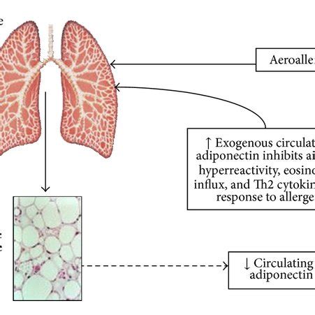 A Schematic Representation Of The Suggested Role For Adiponectin In