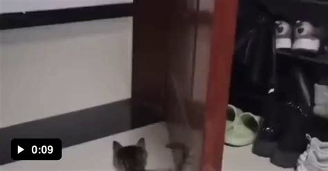 A Derpy Sneak Strike 9GAG