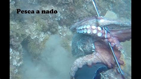 Pesca Submarina Pulpos en la orilla con mas frío 41 YouTube