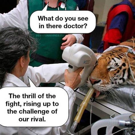 Eye Of The Tiger Dank Memes Funny Stupid Funny Memes Funny Quotes
