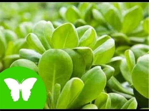 Moclino El Rincón del Tutor Las plantas y la fotosíntesis