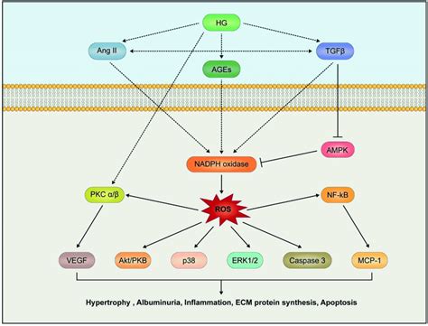 Activation Of Nox In Diabetic Nephropathy High Glucose HG
