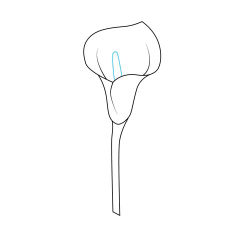 Calla Lily How To Draw