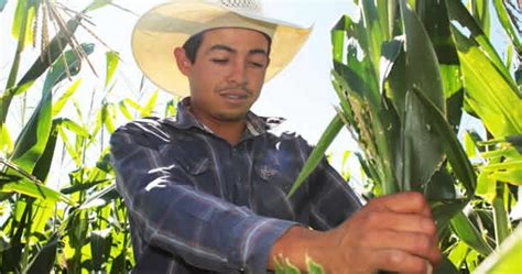 Exhorta SAGARPA A Productores A Tramitar En Tiempo Y Forma Su PROCAMPO