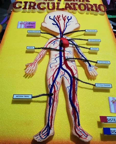 Maqueta Del Sistema Digestivo Diy Artofit