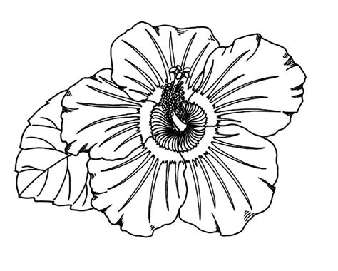 Free Printable Hibiscus Dibujo Para Imprimir Hibiscus Flower Coloring
