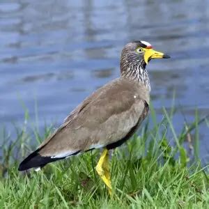 Vanellus senegallus факти дієта ареал і фотографії на Animalia bio