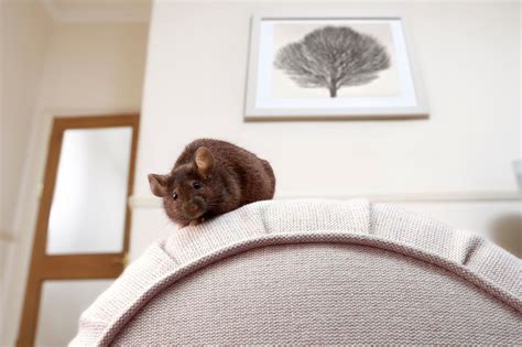 The Difference Between Rats And Mice And Why It Matters