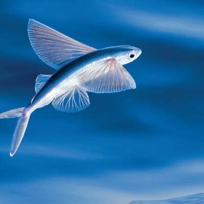 Petit Poisson Deviendra Podcast Baleine Sous Gravillon Vie