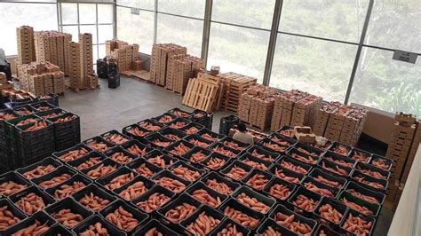 Las Exportaciones Del Agro Y La Agroindustria En Honduras Crecieron