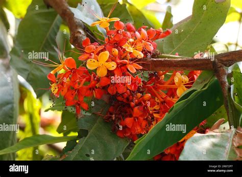 Saraca asoca comúnmente conocido como el árbol Ashoka es la flor del