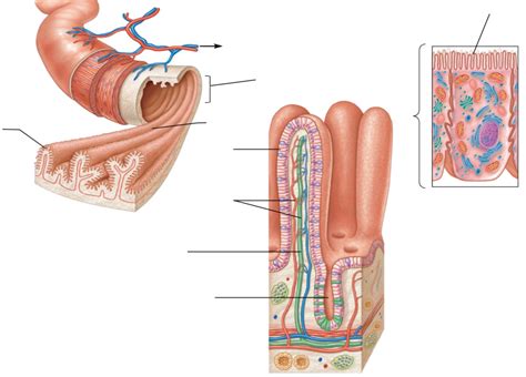 Structure Microvilli Villi Diagram Quizlet