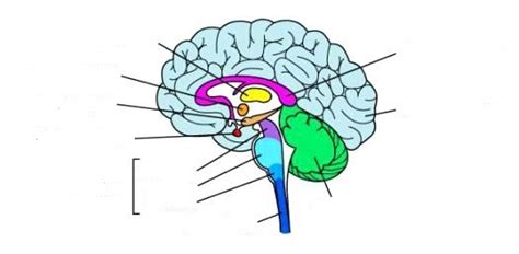 AP Psych Brain Diagram Diagram Quizlet