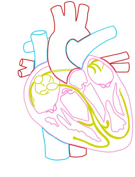 Cardiovascular System Diagram Quizlet