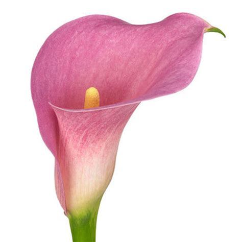 Calla Lily Mini Purple Ubicaciondepersonas Cdmx Gob Mx