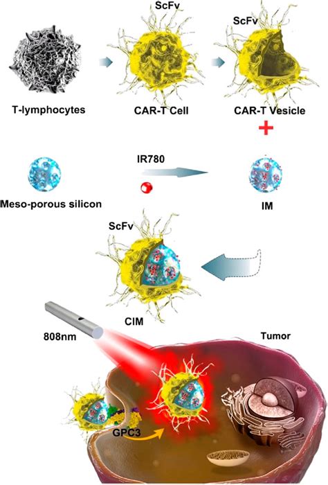 Frontiers Research Update On Cell Membrane Camouflaged Nanoparticles