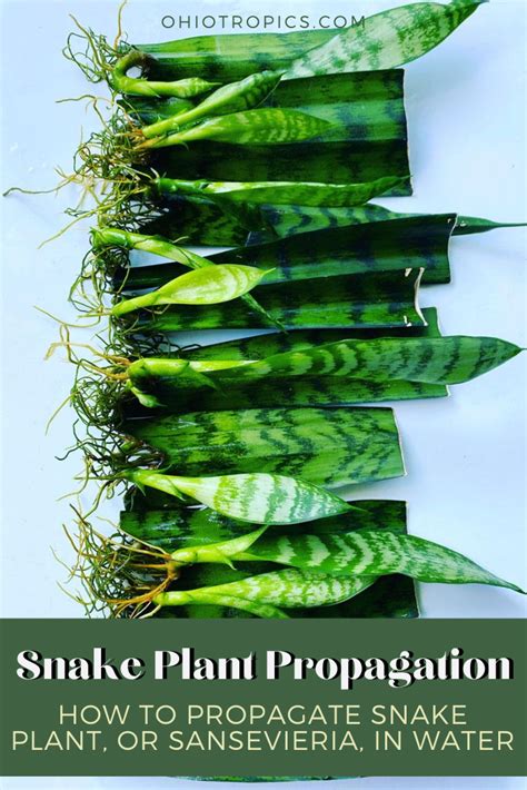 How To Propagate Snake Plant Or Sansevieria In Water Artofit