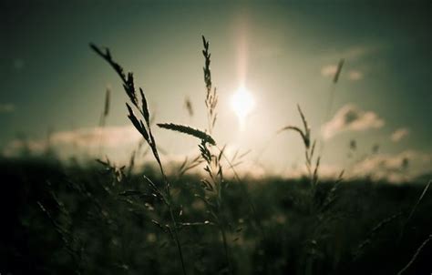 фокус солнце облака макро небо трава Nature wallpaper Nature