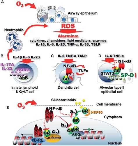 Frontiers Ozone Induced Oxidative Stress Neutrophilic Airway