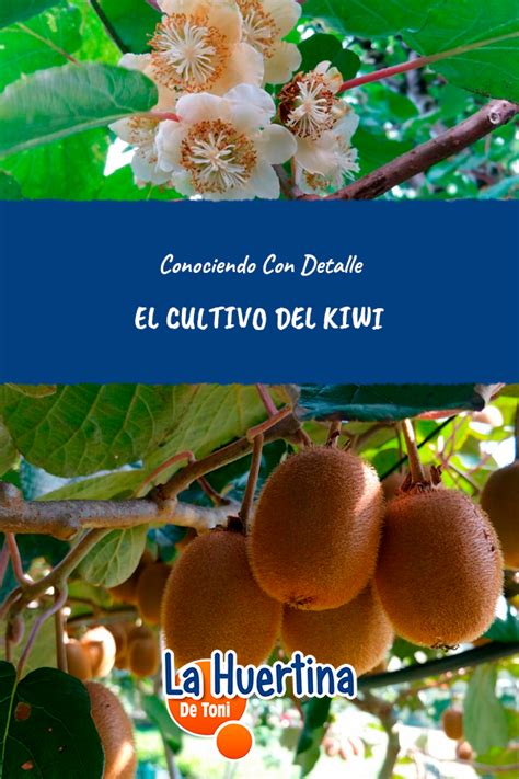 Conociendo El Cultivo Del Kiwi Cultivar Cultivo De Plantas Kiwi