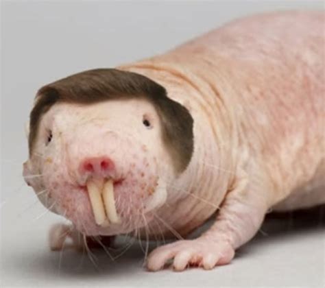 Blog Naked Mole Rats Diss Gompertz Law