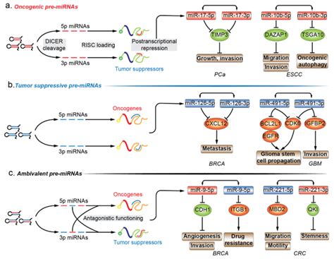 Functional Annotation Of MiRNA Precursors By Dual Regulatory Strands