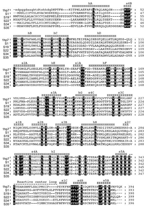 structural based multiple sequence alignment using human download scientific diagram