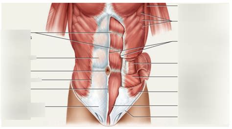 Superficial Muscles Of Abdomen Diagram Quizlet